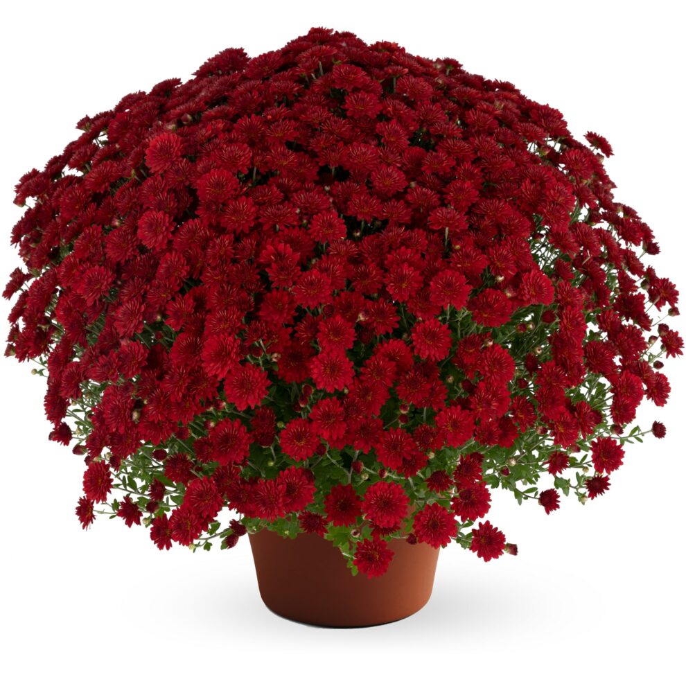 MUMS – How often and how do I water them? - Moscarillo's Garden Shoppe
