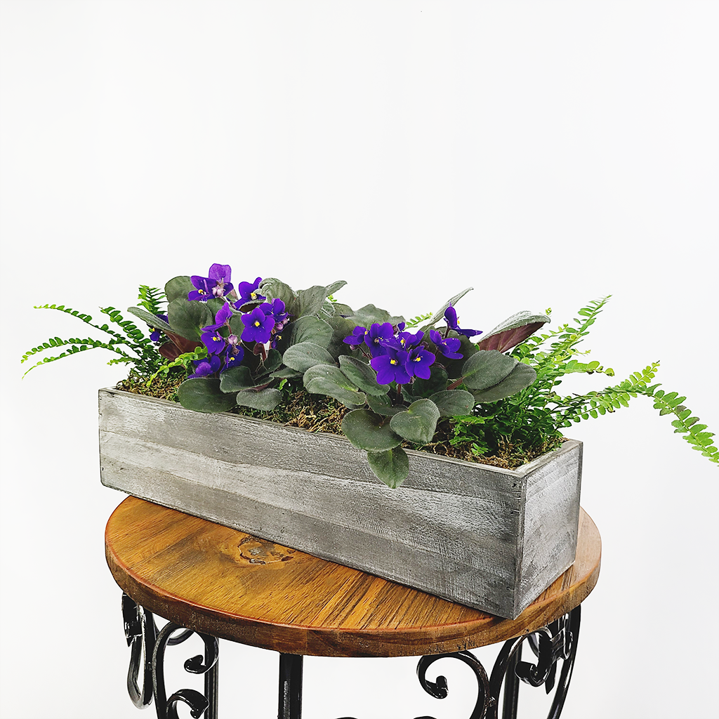 The Sherman – Moscarillo's Garden Shoppe