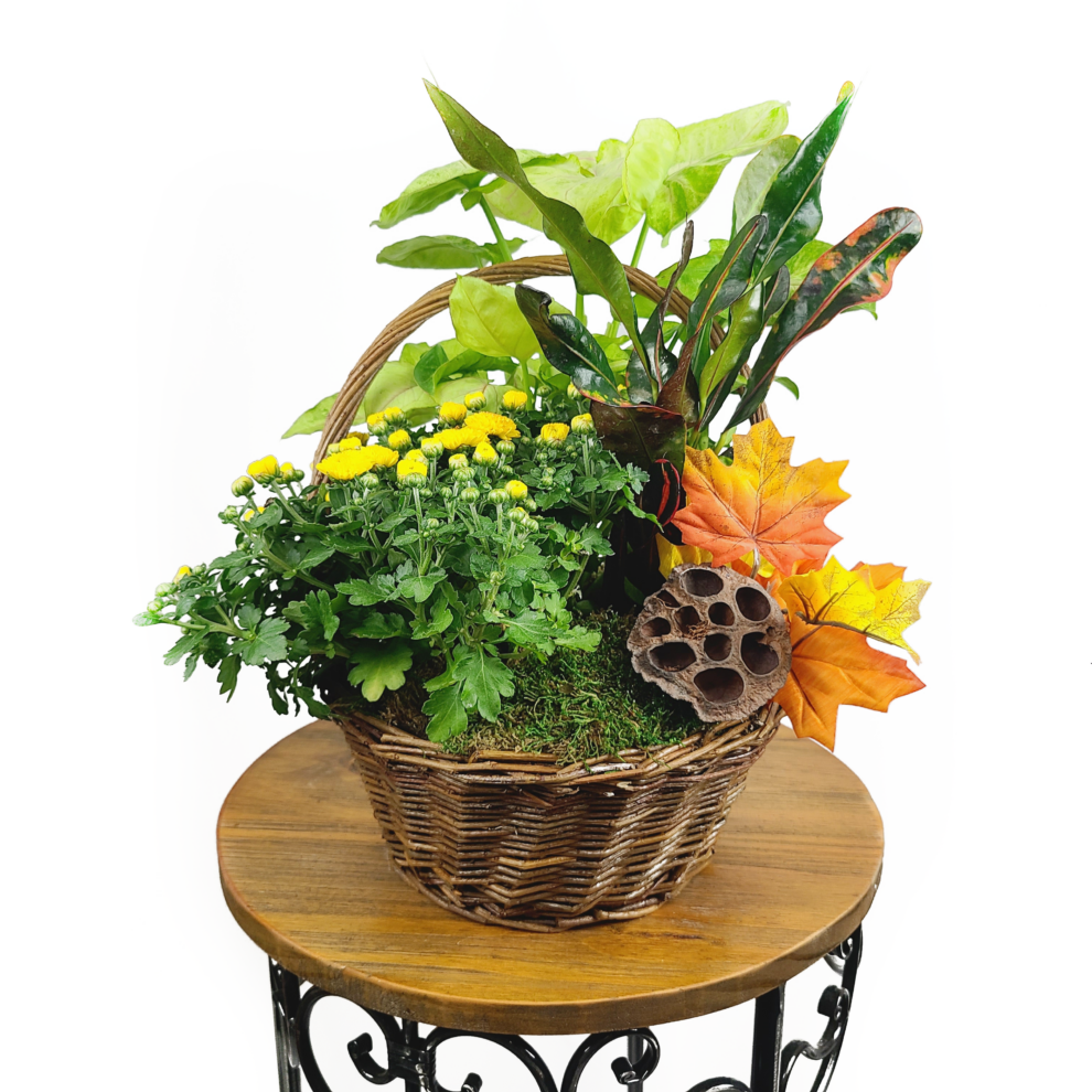 Laurel Fall - Moscarillo's Garden Shoppe