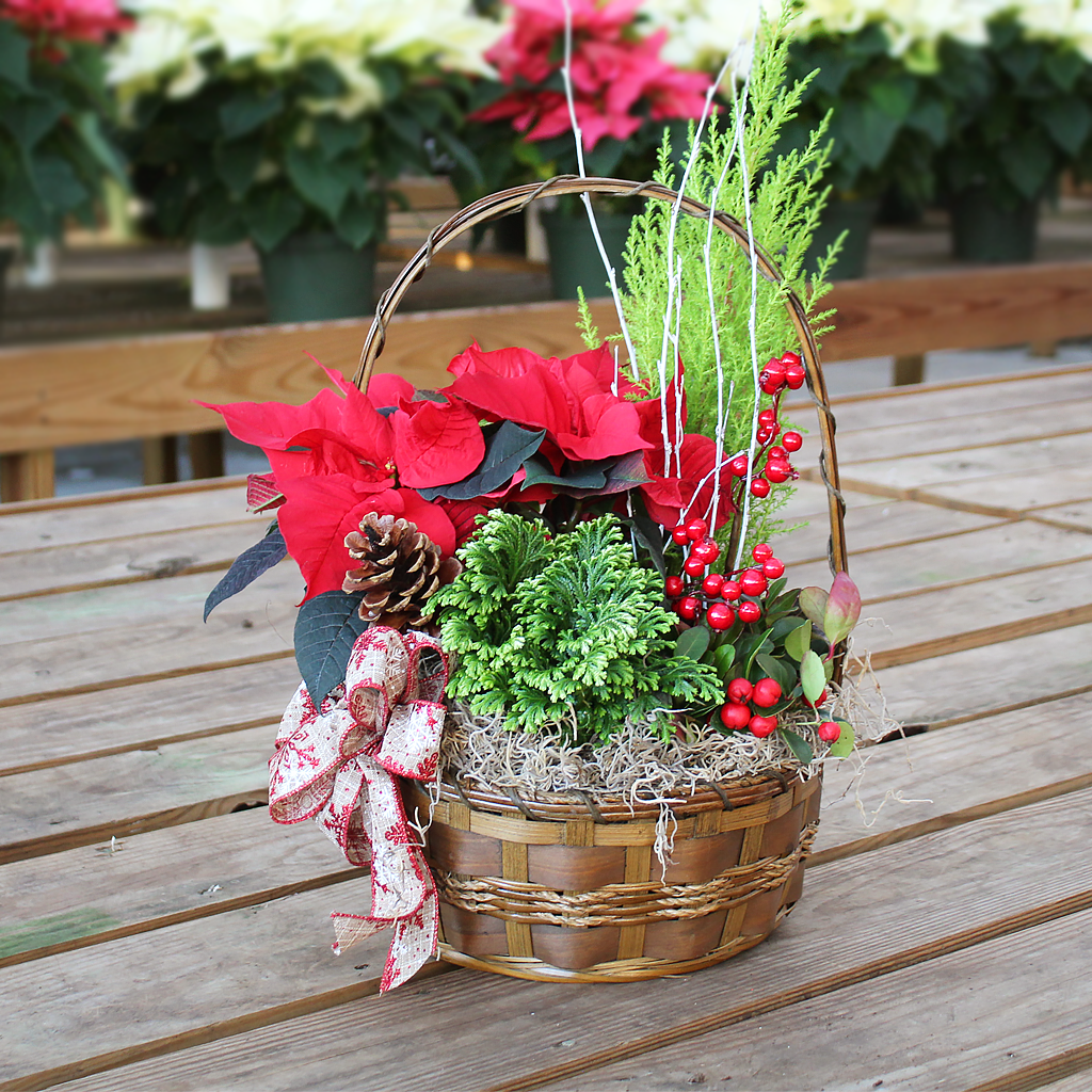 Ashley Red - Moscarillo's Garden Shoppe