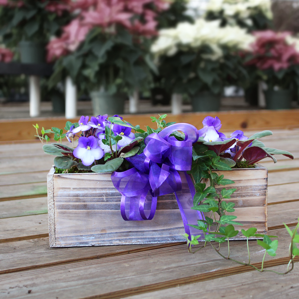 Purple Gale - Moscarillo's Garden Shoppe