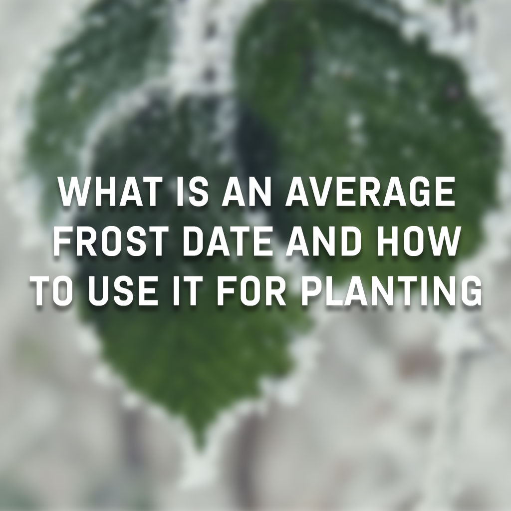 Planting Dates For Spring Moscarillo s Garden Shoppe