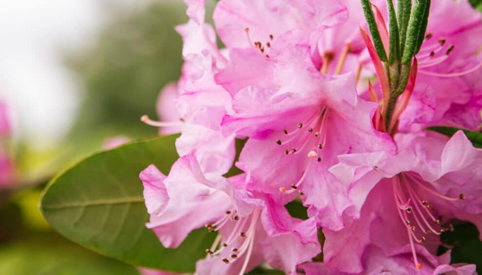 How to Care for Rhododendrons - Moscarillo's Garden Shoppe