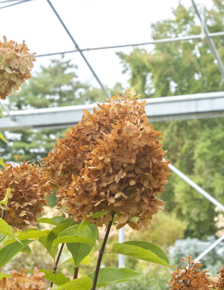 Fall Hydrangea Care: Deadheading and Preparing for Winter - Moscarillo ...