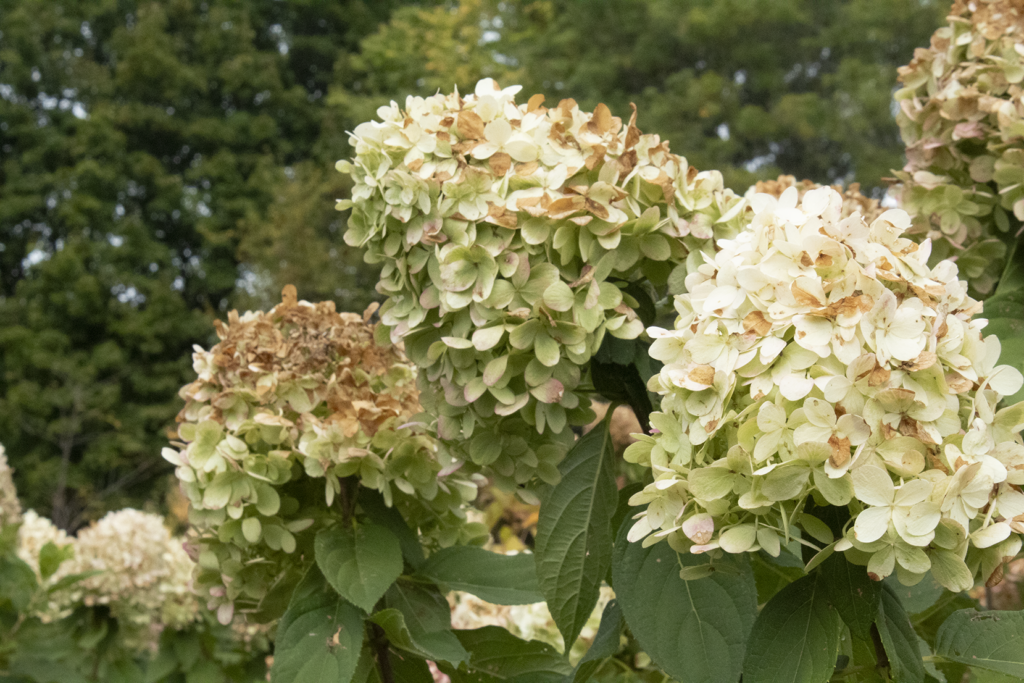 Fall Hydrangea Care: Deadheading and Preparing for Winter - Moscarillo ...